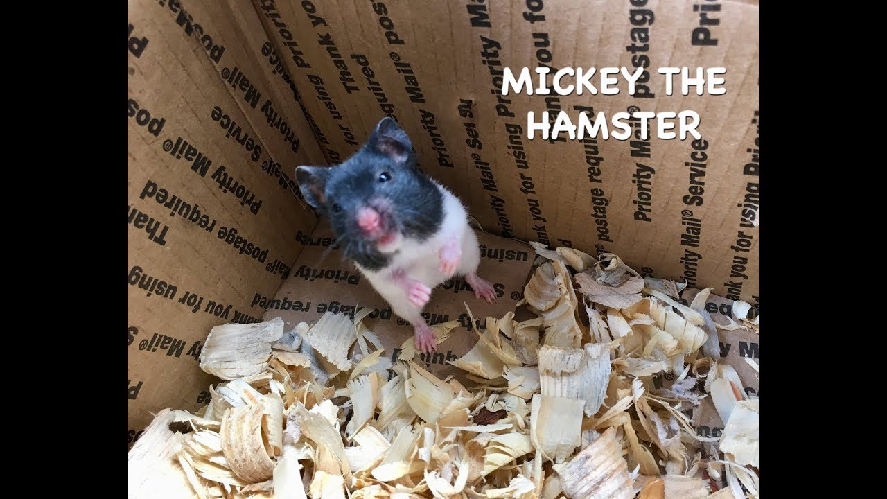 Mickey the Black & White Panda Bear Syrian Hamster 🐹 - YouTube