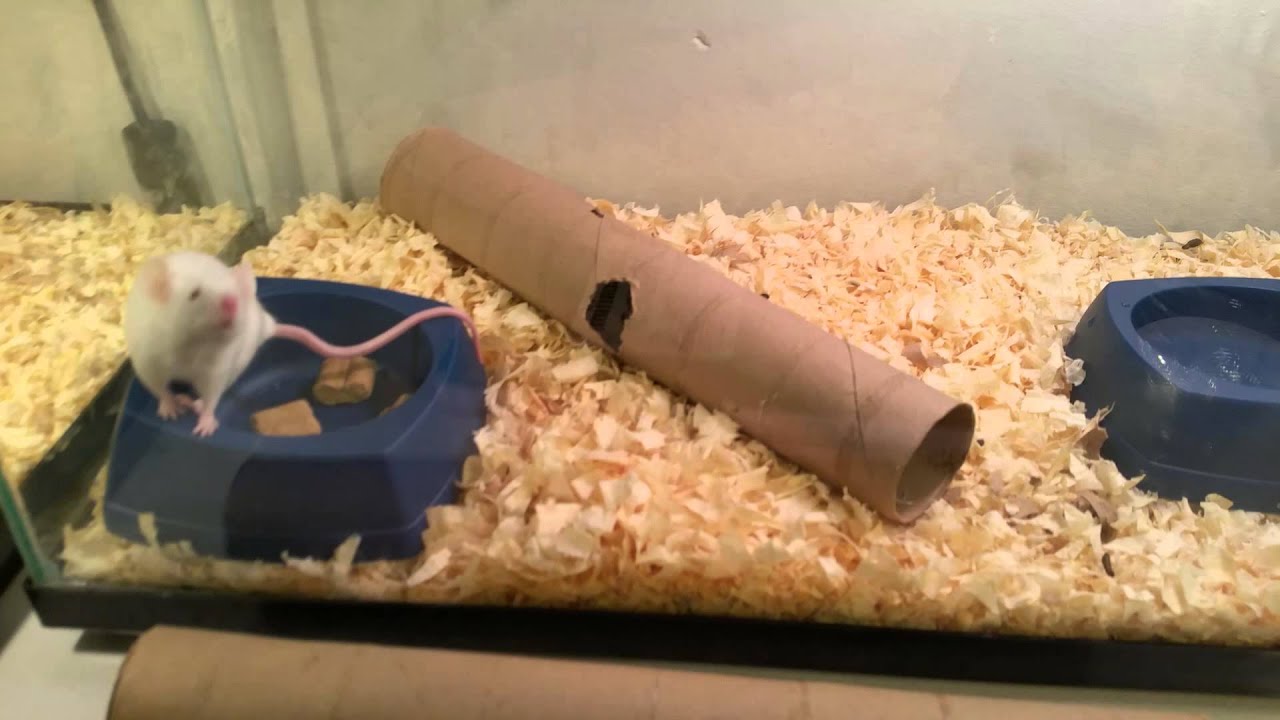 MICE BREEDING SETUP HD - YouTube