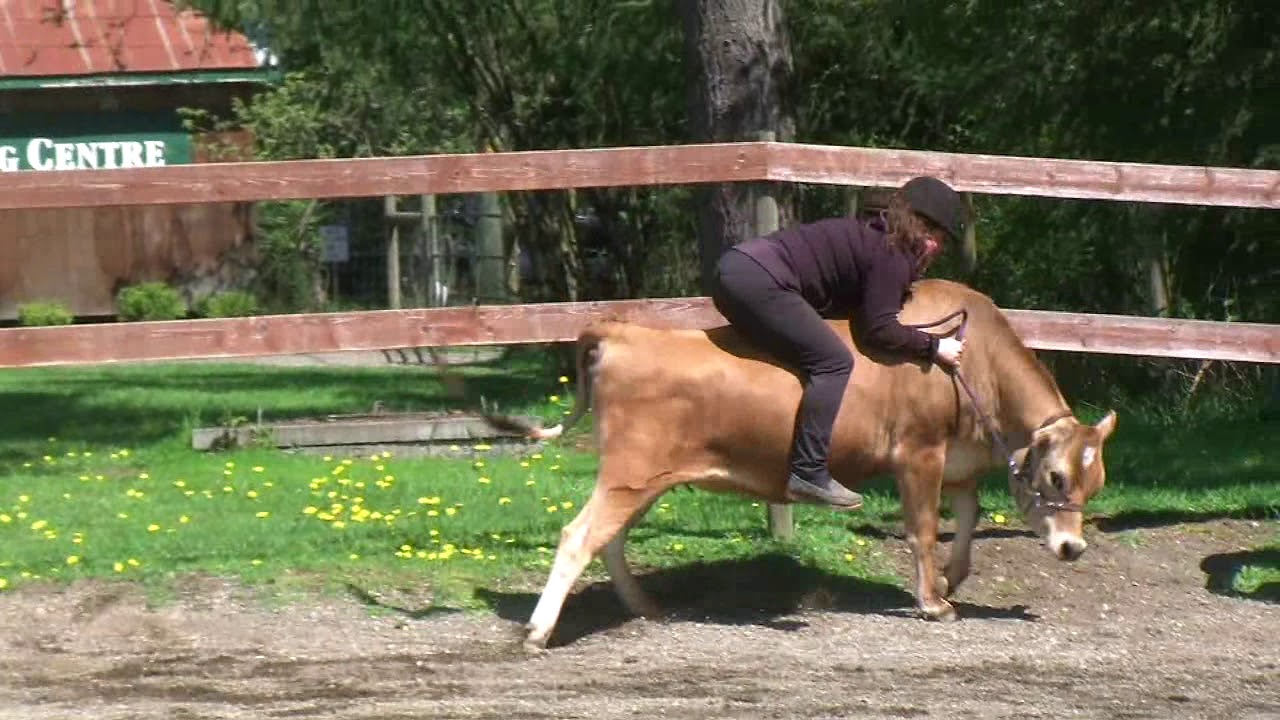 Stella becoming a riding cow - YouTube