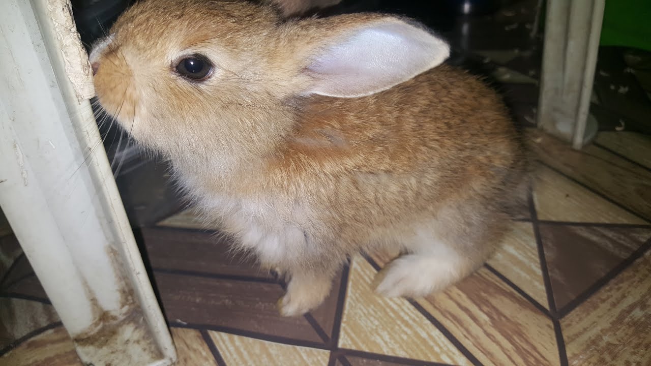 1st Day of Bun-Bun, the cute rabbit! - YouTube