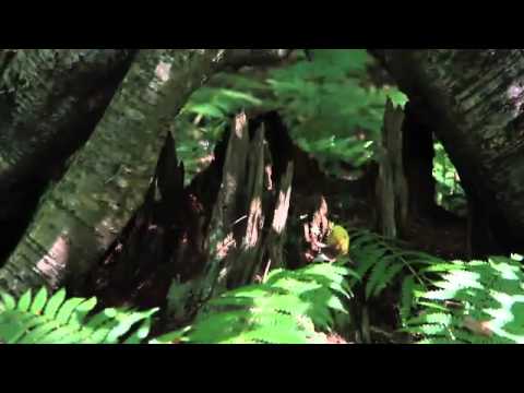 Nature Conservancy of Canada: Lusicich and Backus Woods addition ...