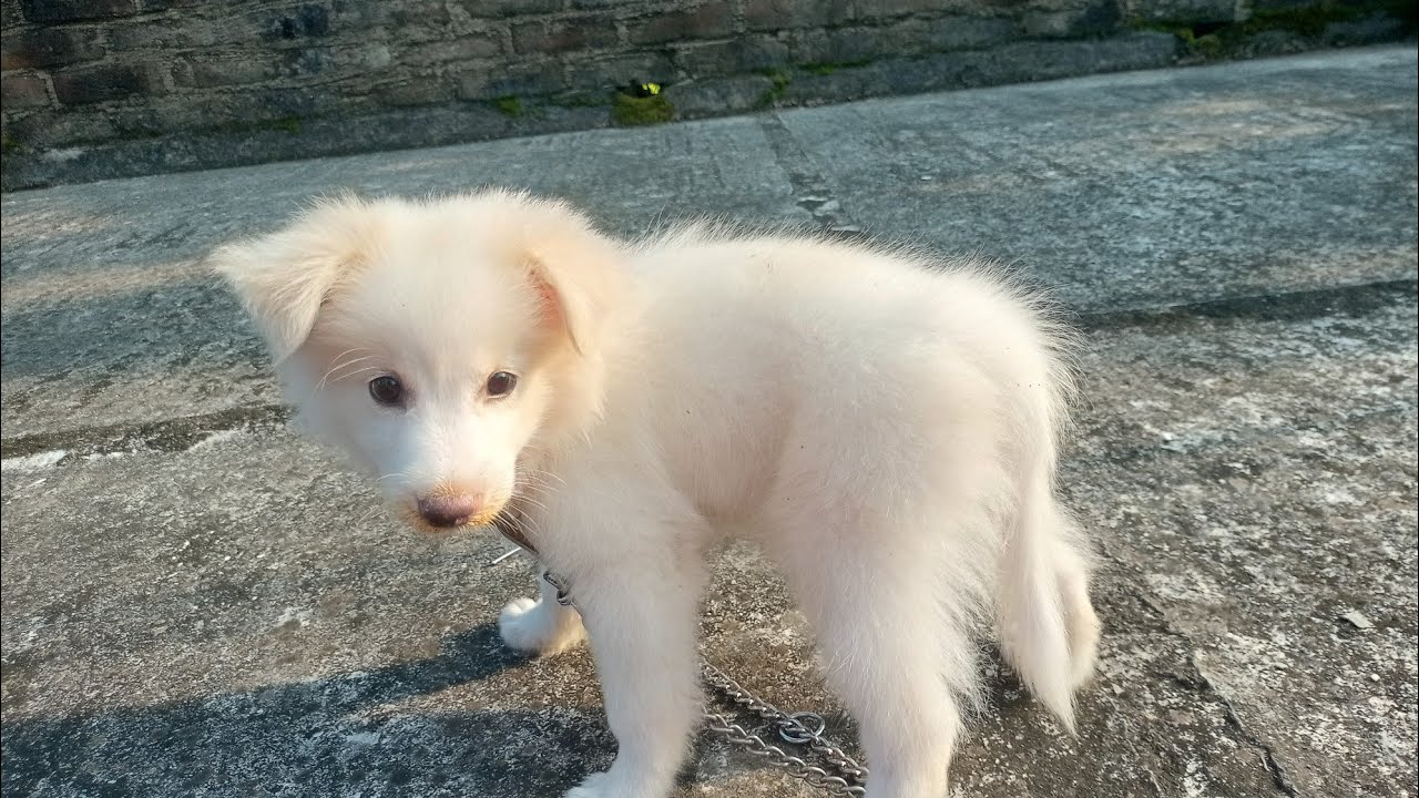 Asima5412 is live Indian Spitz puppy ll Breking Playing with Morning ...