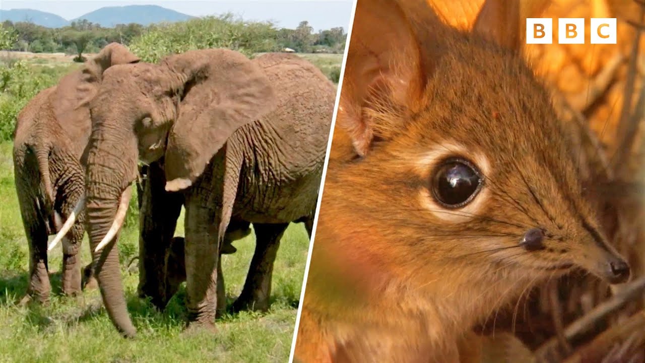 Find the Elephants 🐘 | Andy's Baby Animals | Andy's Amazing Adventures ...