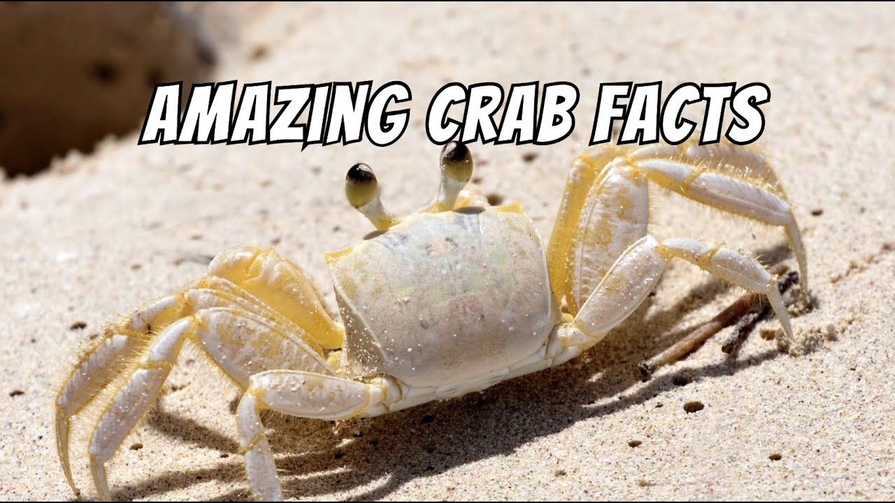 Amazing Crab Facts, Secrets of the Ocean’s Sideways Walkers! #crab # ...