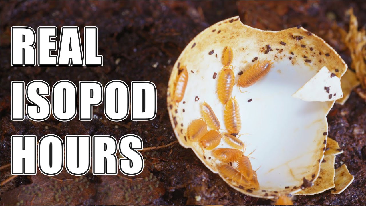 Real Isopod Hours ( Two New Species ) - YouTube
