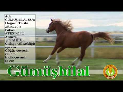 GÜMÜŞ HİLAL ( ATEŞTOPU - 32. ZAHİDE )