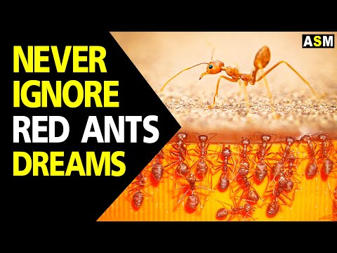 What Is The Meaning Of Red Ants In A Dream