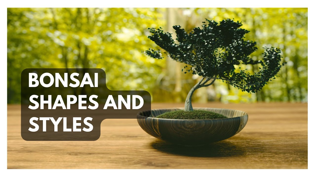 Bonsai Care : Bonsai Shapes and Styles | Bonsai Tree | - YouTube