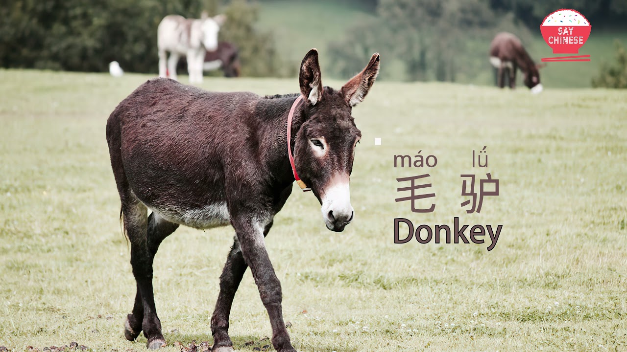How to say Donkey in Chinese | 毛驴 mao lv | say chinese real human voice ...