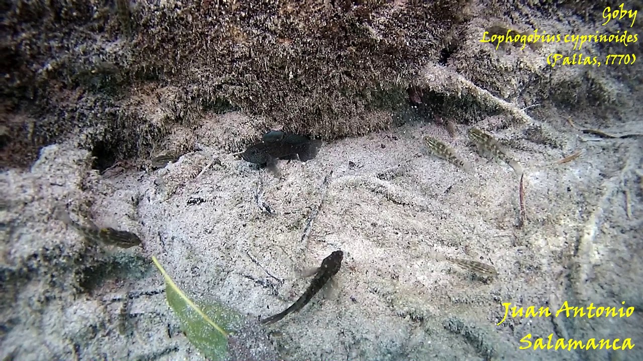 Goby Lophogobius cyprinoides Crested goby Mexico Cenote Manatee FIRMA ...