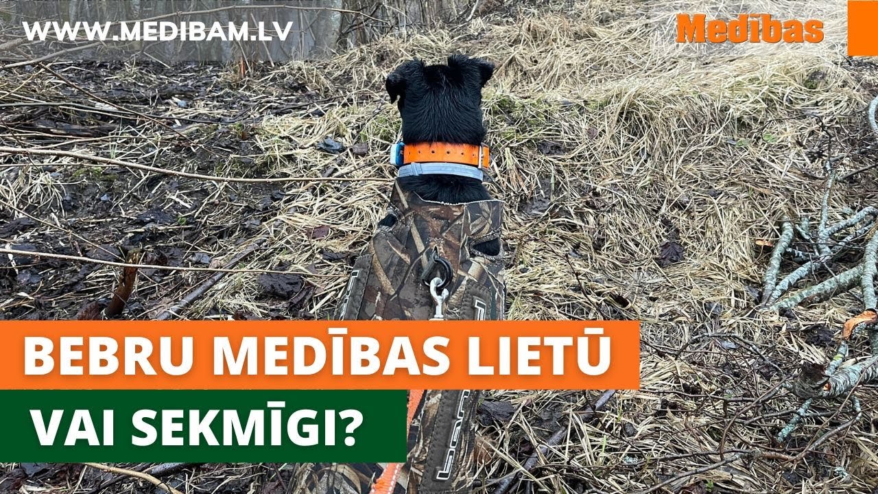 Cik sekmīgas ir bebru medības lietū? - YouTube