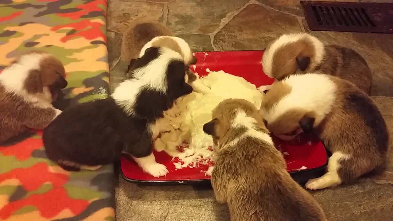 First meal for 2.5 week old corgi puppies - YouTube
