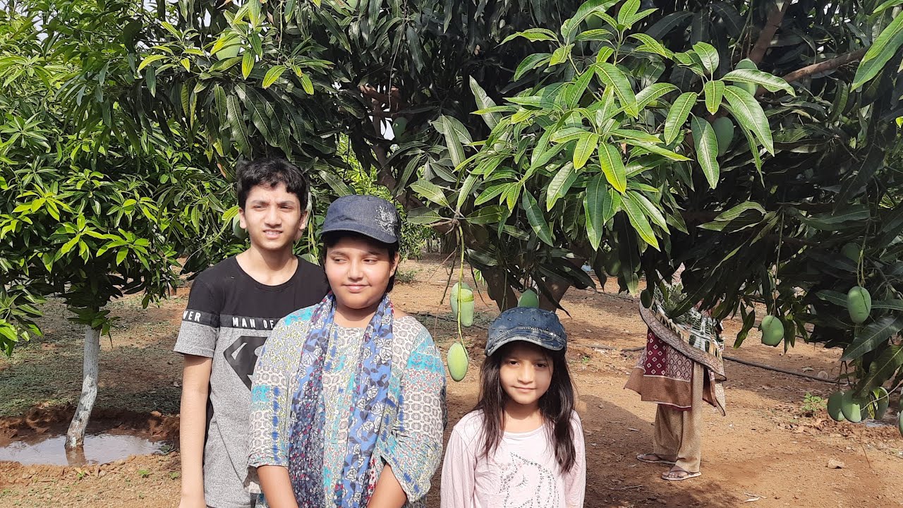 Our Farm house Garden with lots of Vegetables and Mangoes 😀 - YouTube