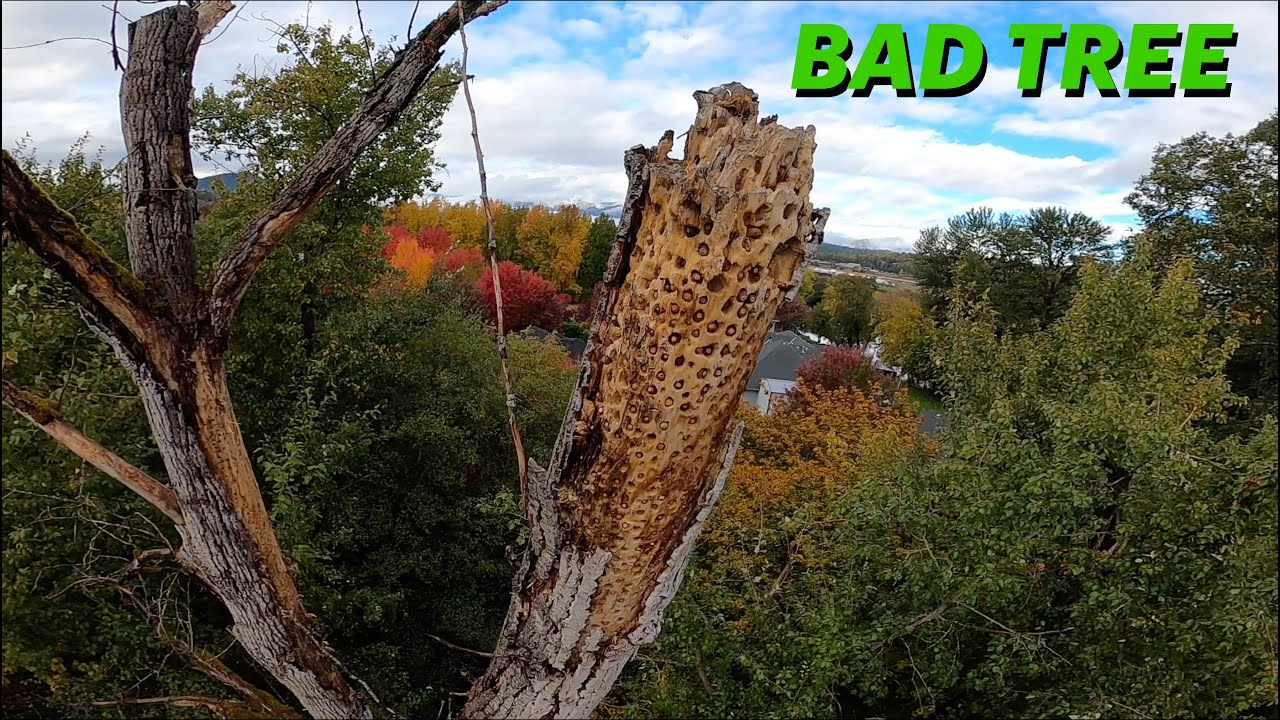 BAD TREE. . . RIGHT TOOL - YouTube