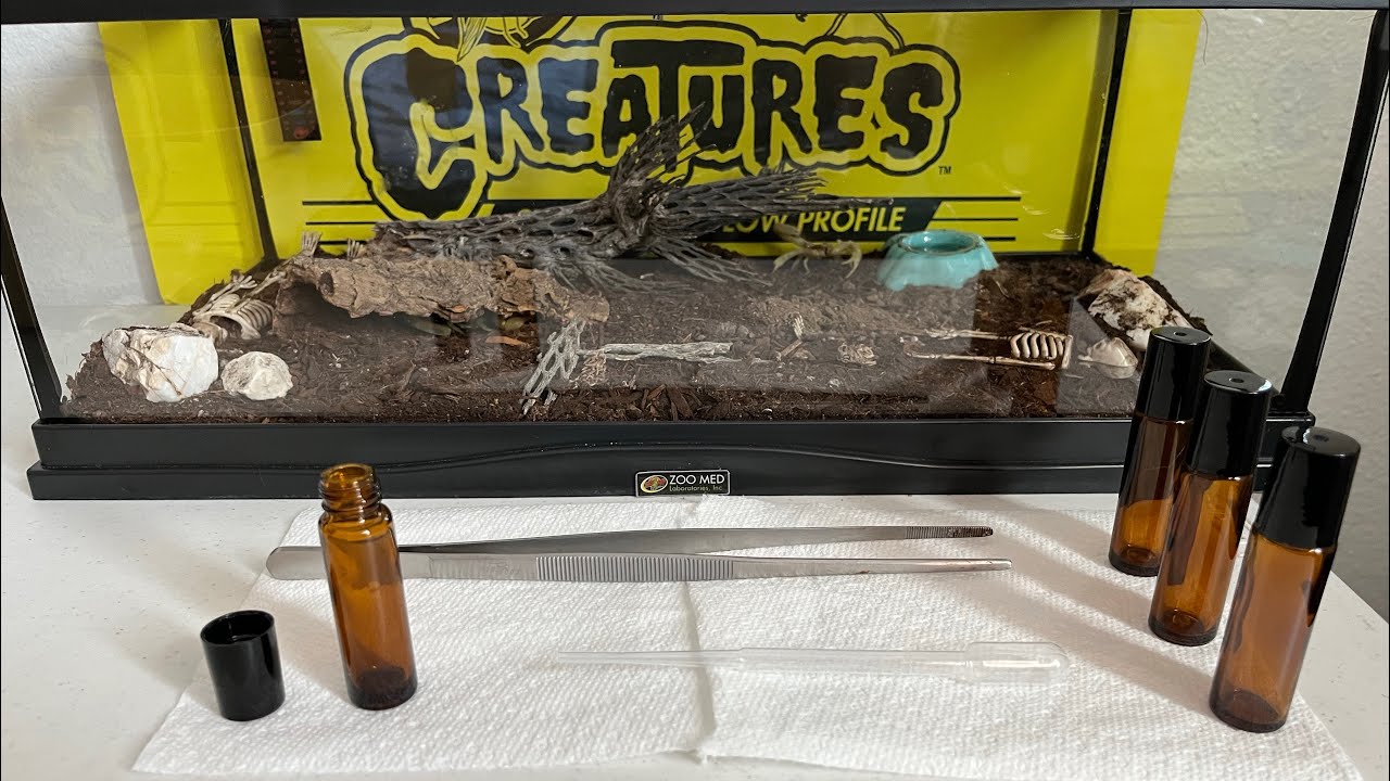 Largest Scorpion in North America Venom Milking Lesson - YouTube