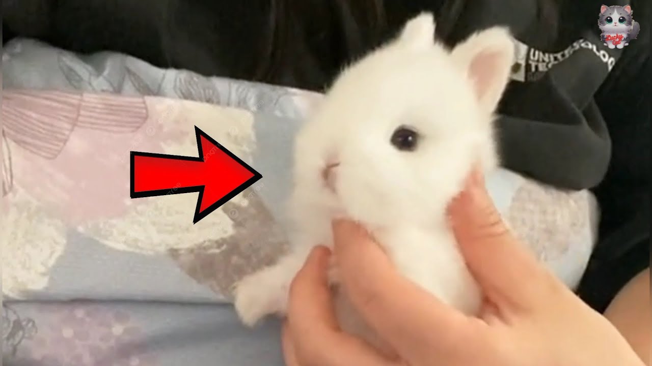 From Muddy Despair to a Loving Home: A Young Man Rescues a Mud-Covered ...