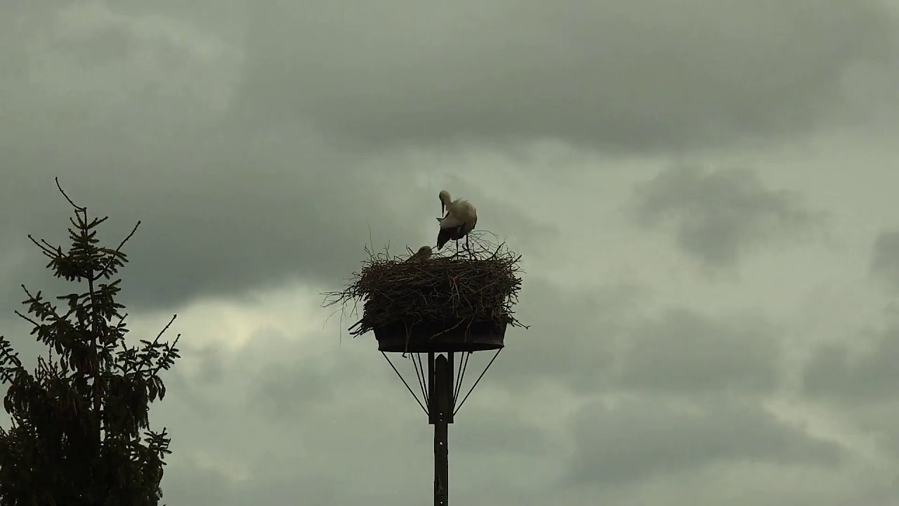 Storks p.9 Time Lapse 150min in 30 sec / Bociany i mali przyjaciele ...