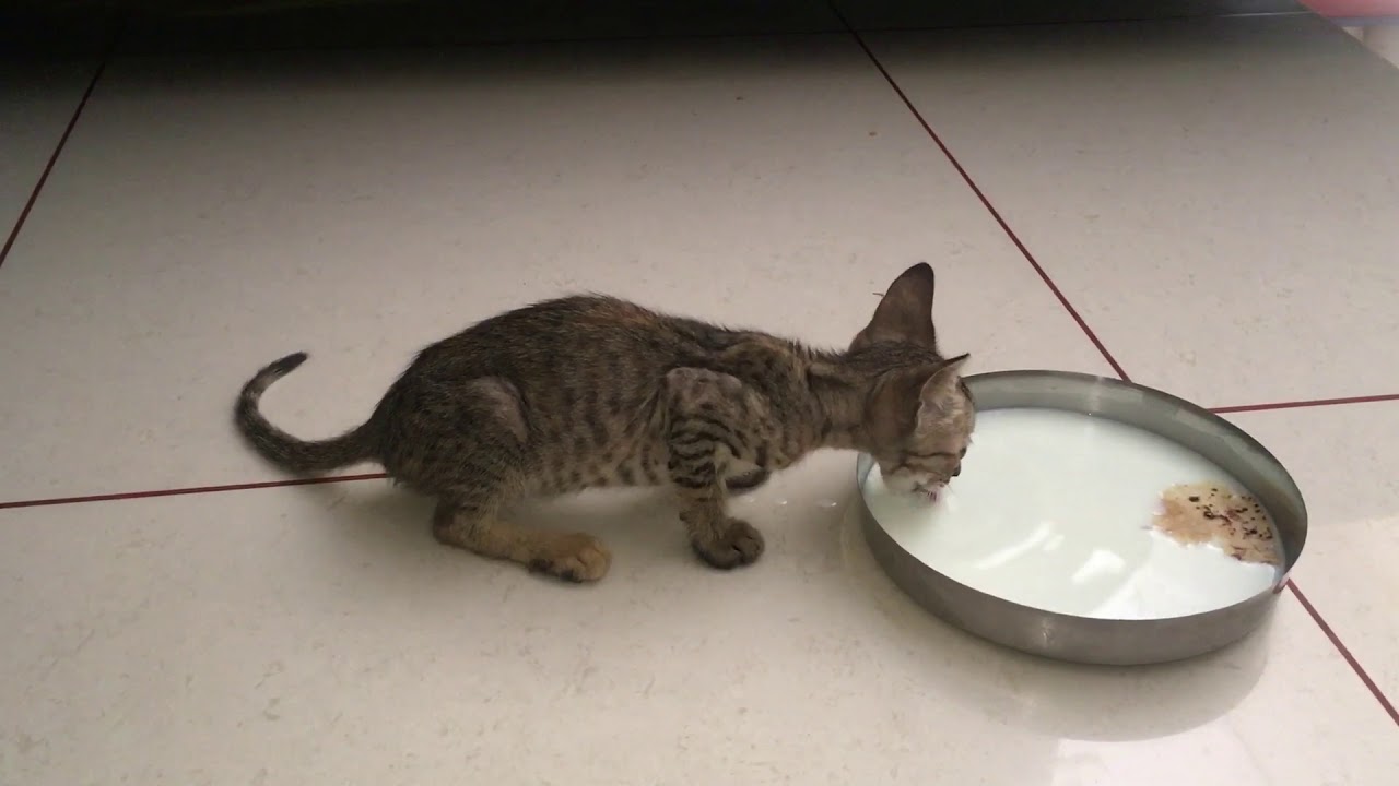 My cute cat drinking milk - YouTube