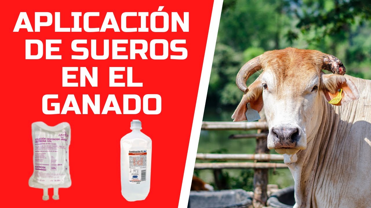 CÓMO APLICAR SUERO AL GANADO / SUERO INTRAPERITONEAL EN BOVINOS - YouTube