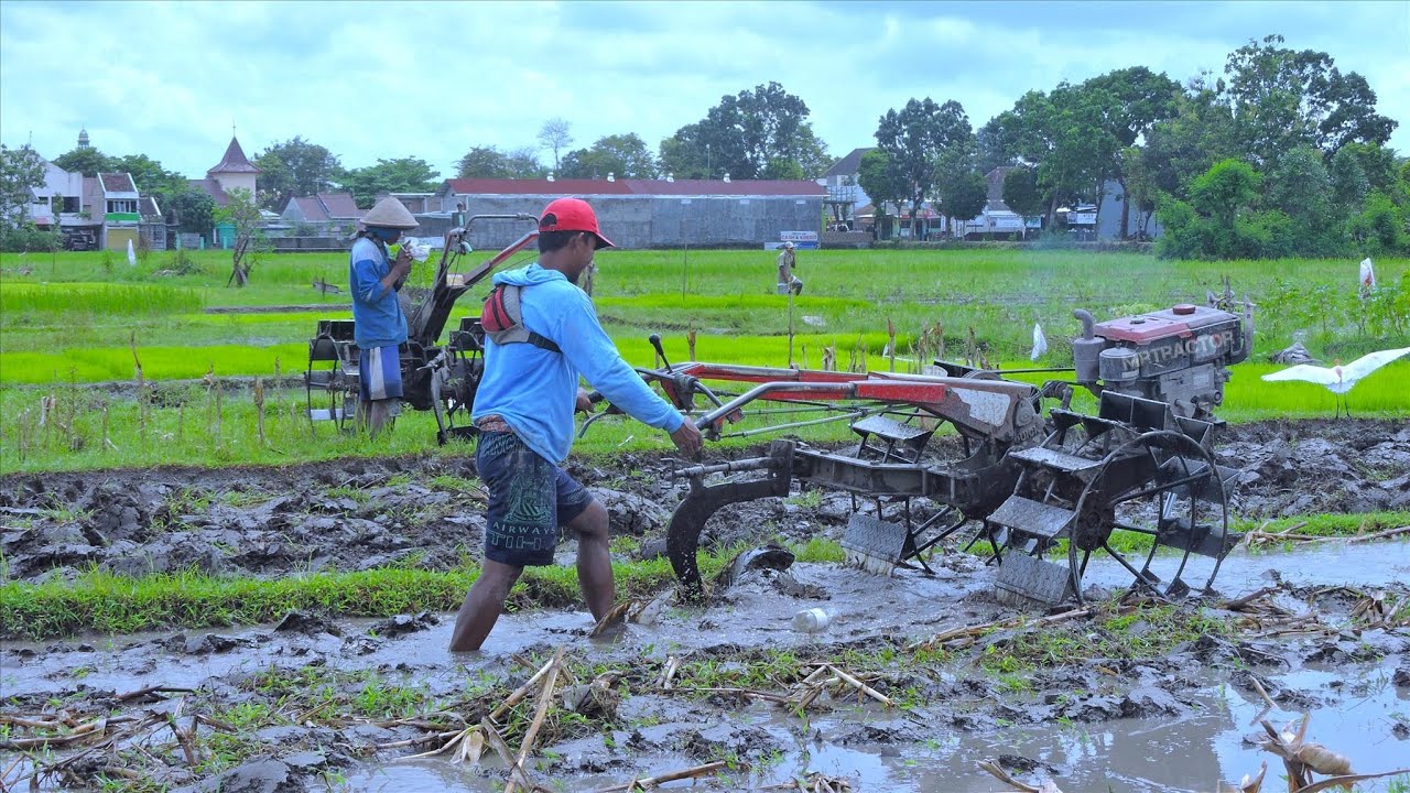 2 Walk Behind Tractor Plowing Rice Field - YouTube