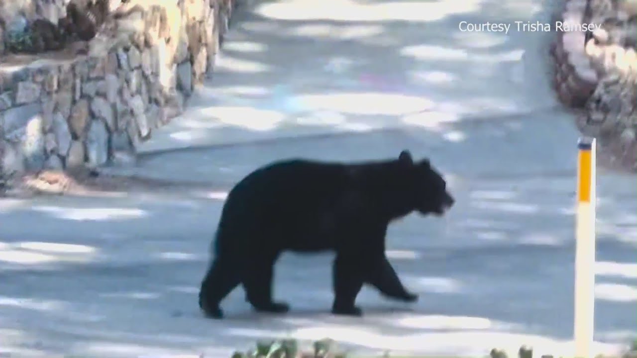 Bear shooting under investigation in San Bernardino mountains ...