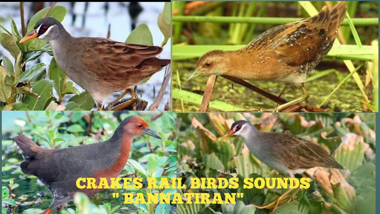Crakes Rail Birds Sounds/Bannatiran - YouTube