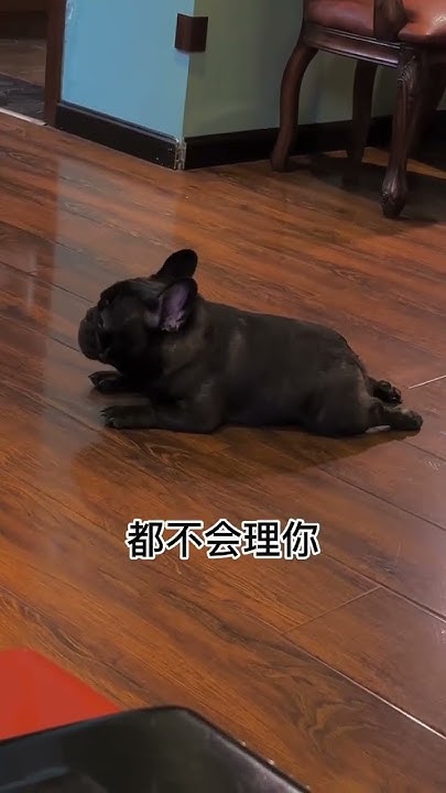 不懂什么是板鸭趴的人看过来😜🤣 法鬥 狗 可愛 發財 萌寵 Youtube