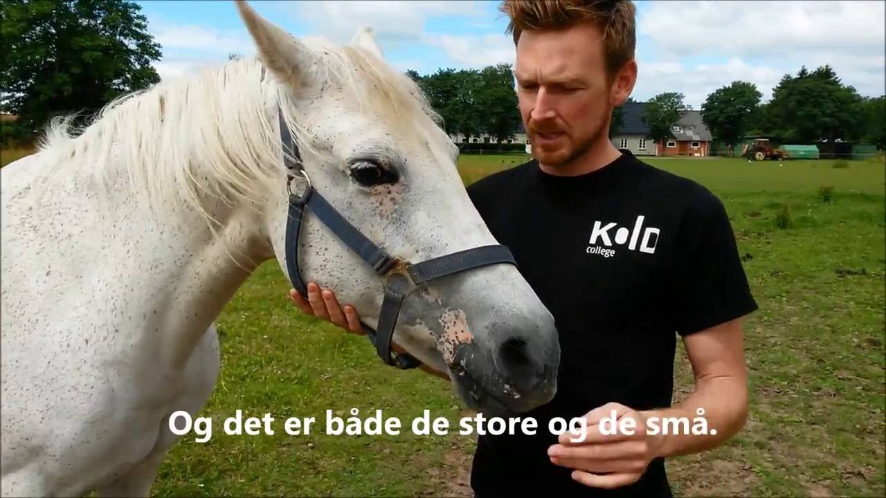 Kold College Jordbrug dyr docx - YouTube