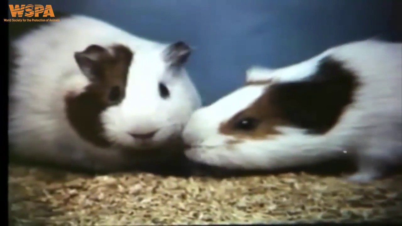 Video mice mating & Maintaining the race for animals & animal breeding ...