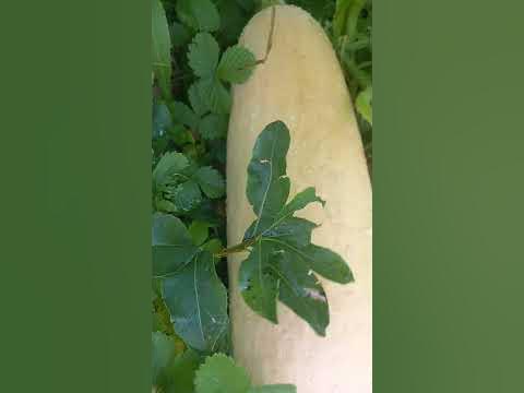 тыква,,Розовый банан,, - YouTube