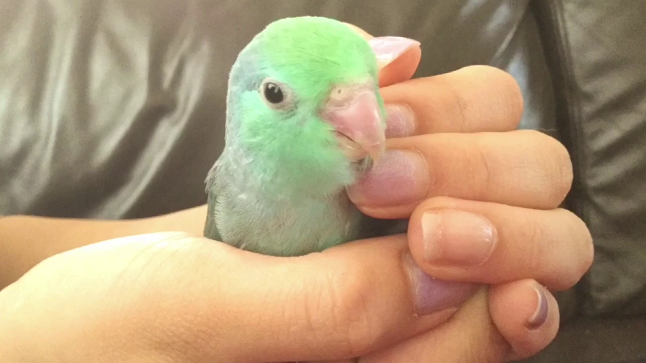 What Should I Name My Baby Bird YouTube what-should-i-name-my-baby-bird-youtube