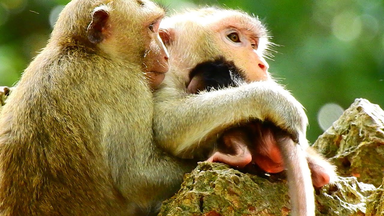 FULL HAPPINESS BABY VENUS. VENUS GOT BEST TAKING CARE BY MOM. BABY LOOK ...