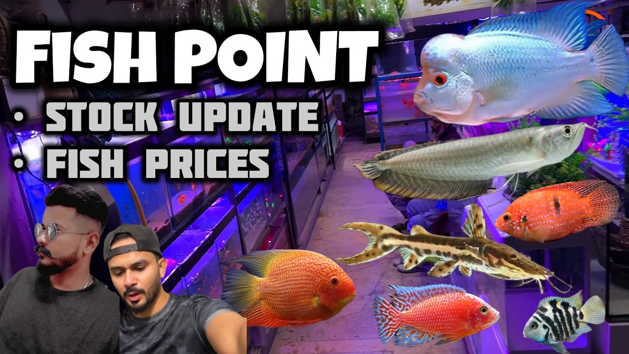 Fish Point Lates Fish Prices & Stock Update | Lalukhet Aquarium Market ...