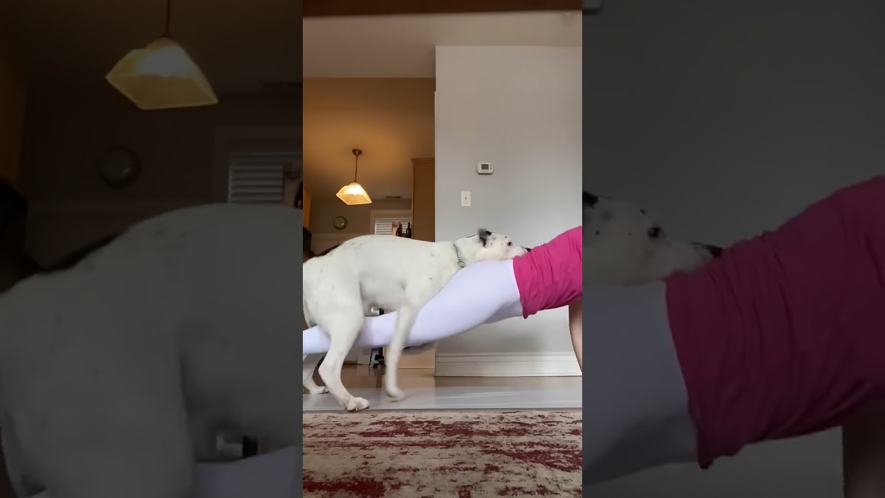 Girls Vs Dog Flipping My Dog yoga shorts trending bridge balance girls-vs-dog-flipping-my-dog-yoga-shorts-trending-bridge-balance
