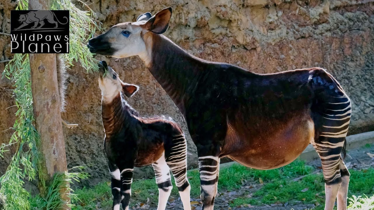 The Enigmatic Okapi: Nature's Hidden Gem - YouTube