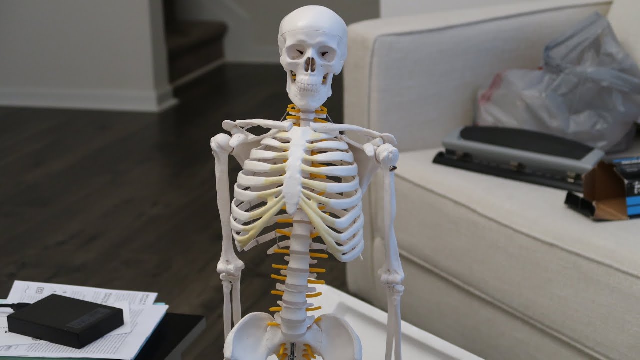 Help me name my skeleton! (1-Month Physical Therapy School Update ...