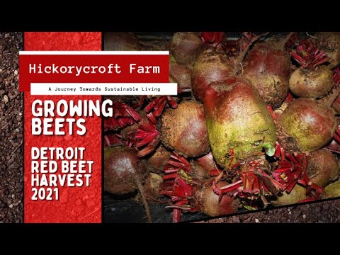 Growing Beets | Detroit Red Beet Harvest 2021 - YouTube