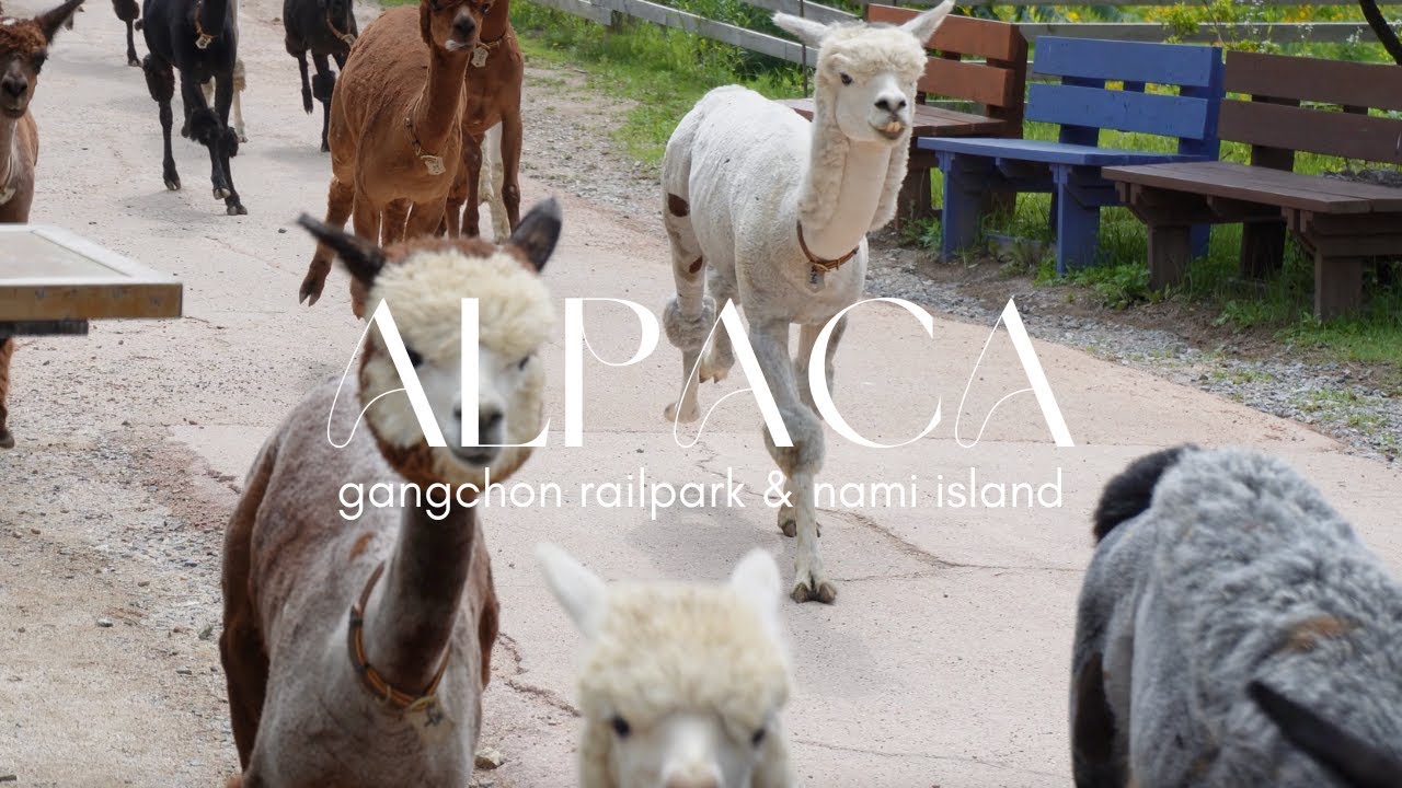 MUST VISIT Klook Tour | alpaca world, gangchon rail bike, nami island ...