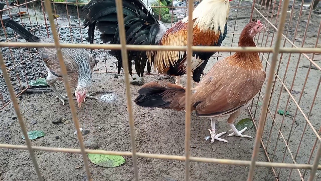 cock greysweater!..hen hatch grey & sweater whitelgs!.. - YouTube