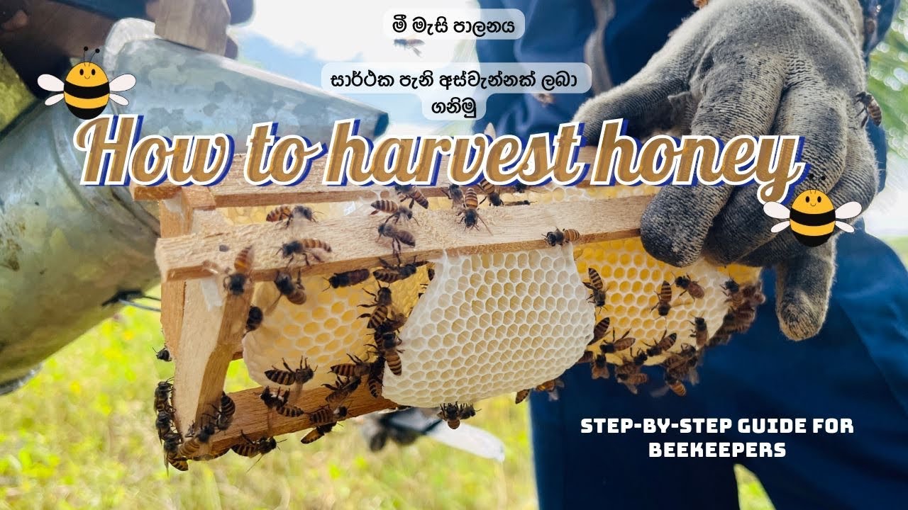 How to Harvest Honey:Step-by-Step Guide for Beekeepers ️🐝 සාර්ථක පැනි ...