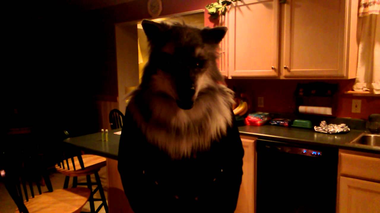 Wolf eats camera man!!! - YouTube