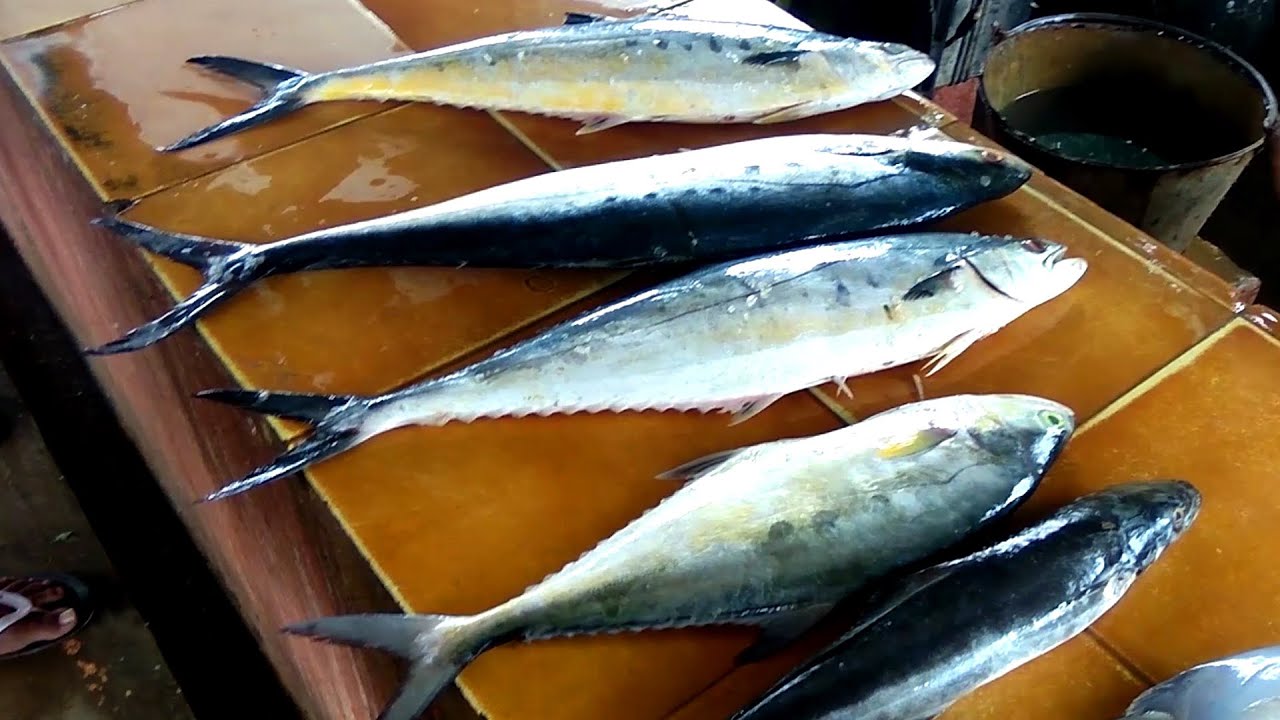 Fastest Kingfish Cutting | Amazing Kingfish Cutting | Kingfish Skinless ...