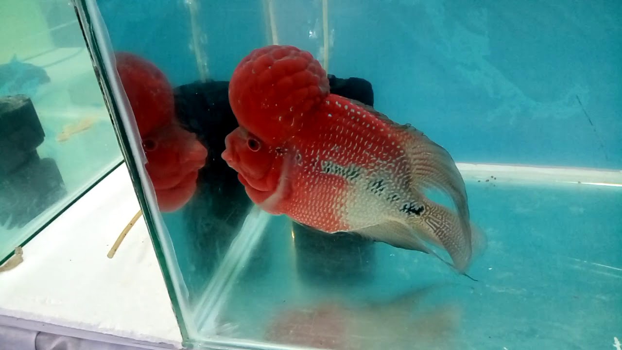 Super Red Dragon Flower Horn In A Competition... - YouTube