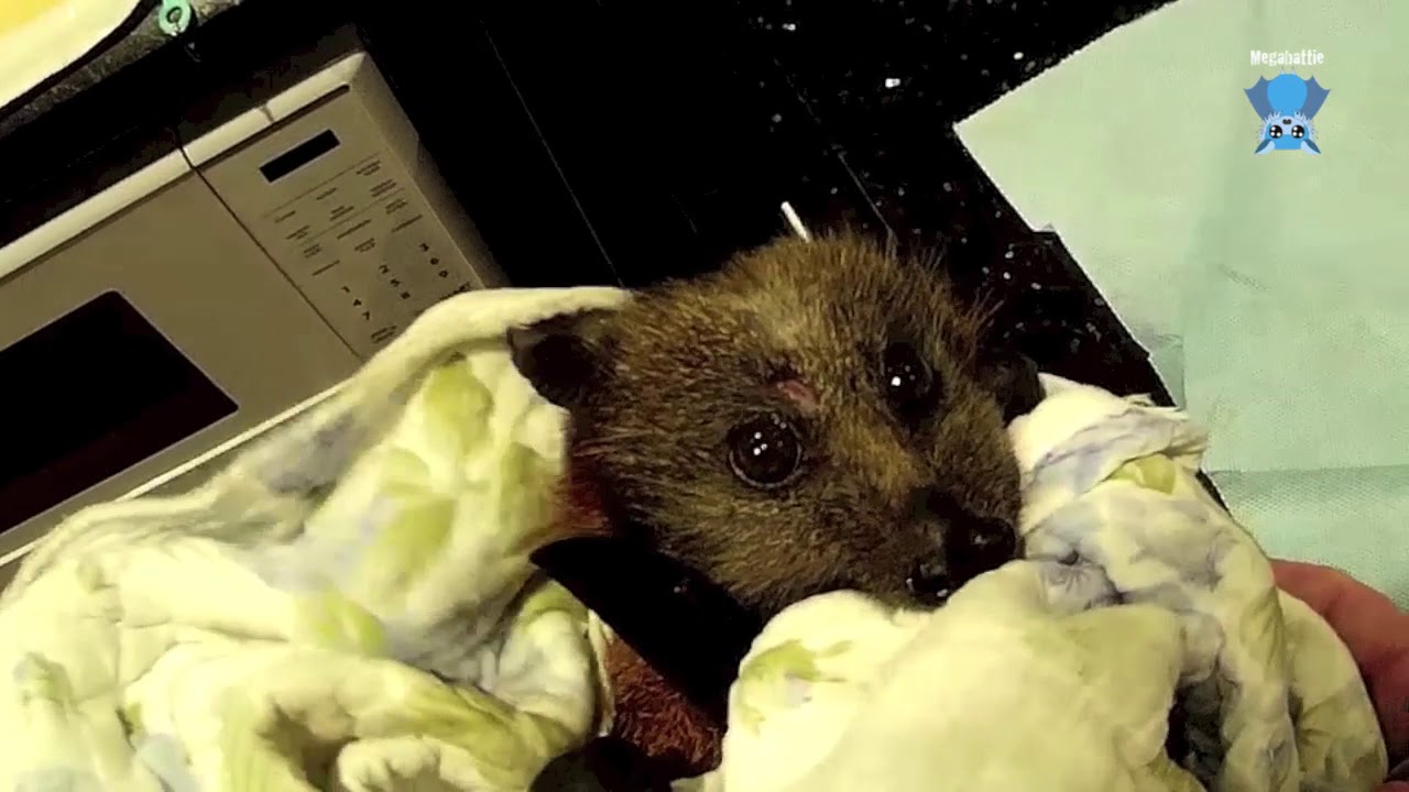 Rescued flying-fox immediate care: this is Gordie (part 2) - YouTube