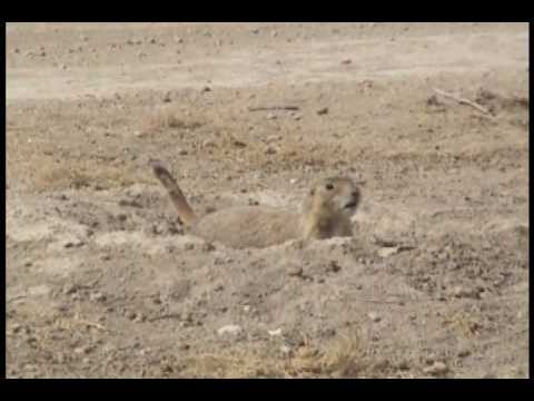 Perrito Llamero (Cynomis mexicanus) en Galeana, N.L., Mx - YouTube