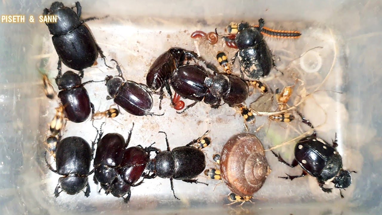 Great Evening! Cute Giant Wild Beetles and Bug Beetle in The Holes Near ...