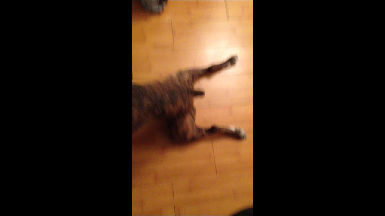 Muscular Hypertonicity in Boxer Dog? Please help! - YouTube