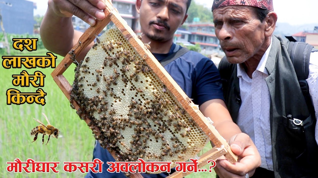 दश लाखको मौरी किन्दै - Mauri Palan In Nepal-Sabin Shrestha - YouTube