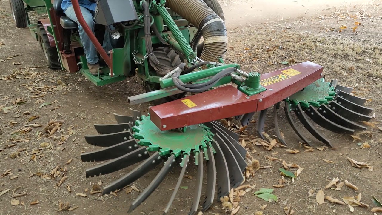 Chestnut harvesting - YouTube