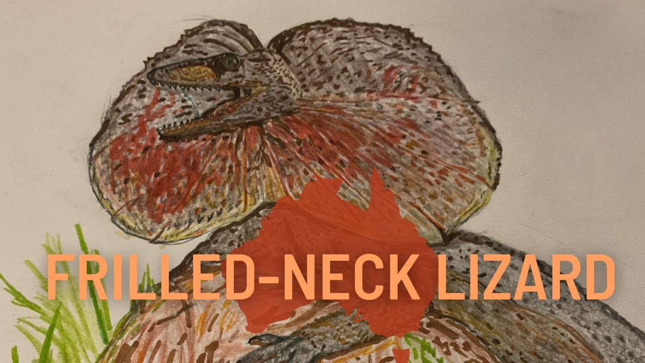 Timelapse drawing-Frilled-neck lizard - YouTube